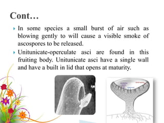 Fruiting bodies of Ascomycota | PPTX