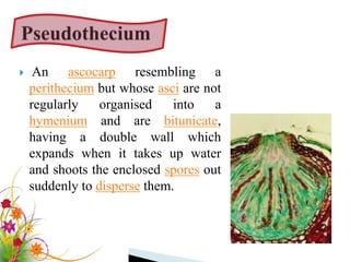 Fruiting bodies of Ascomycota | PPTX