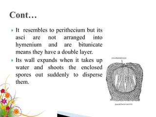Fruiting bodies of Ascomycota | PPTX