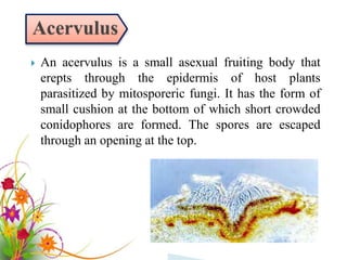 Fruiting bodies of Ascomycota | PPTX