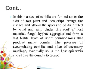 Fruiting bodies of Ascomycota | PPTX
