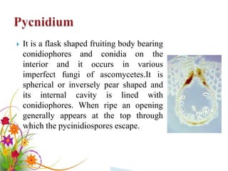 Fruiting bodies of Ascomycota | PPTX