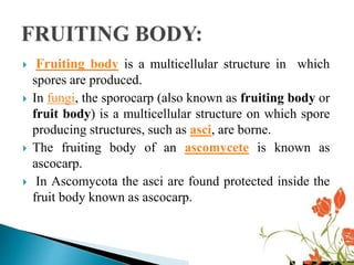 Fruiting bodies of Ascomycota | PPTX