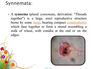 Fruiting bodies of Ascomycota | PPTX