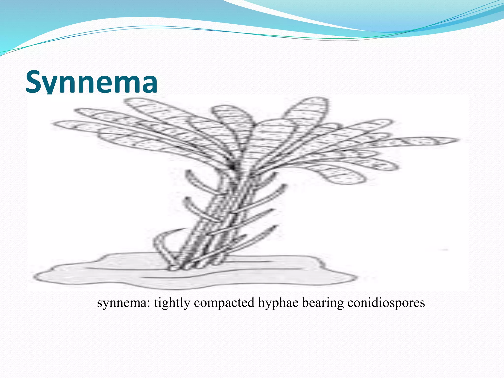 Fruiting bodies of Deauteromycetes & Ascomycetes | PPTX