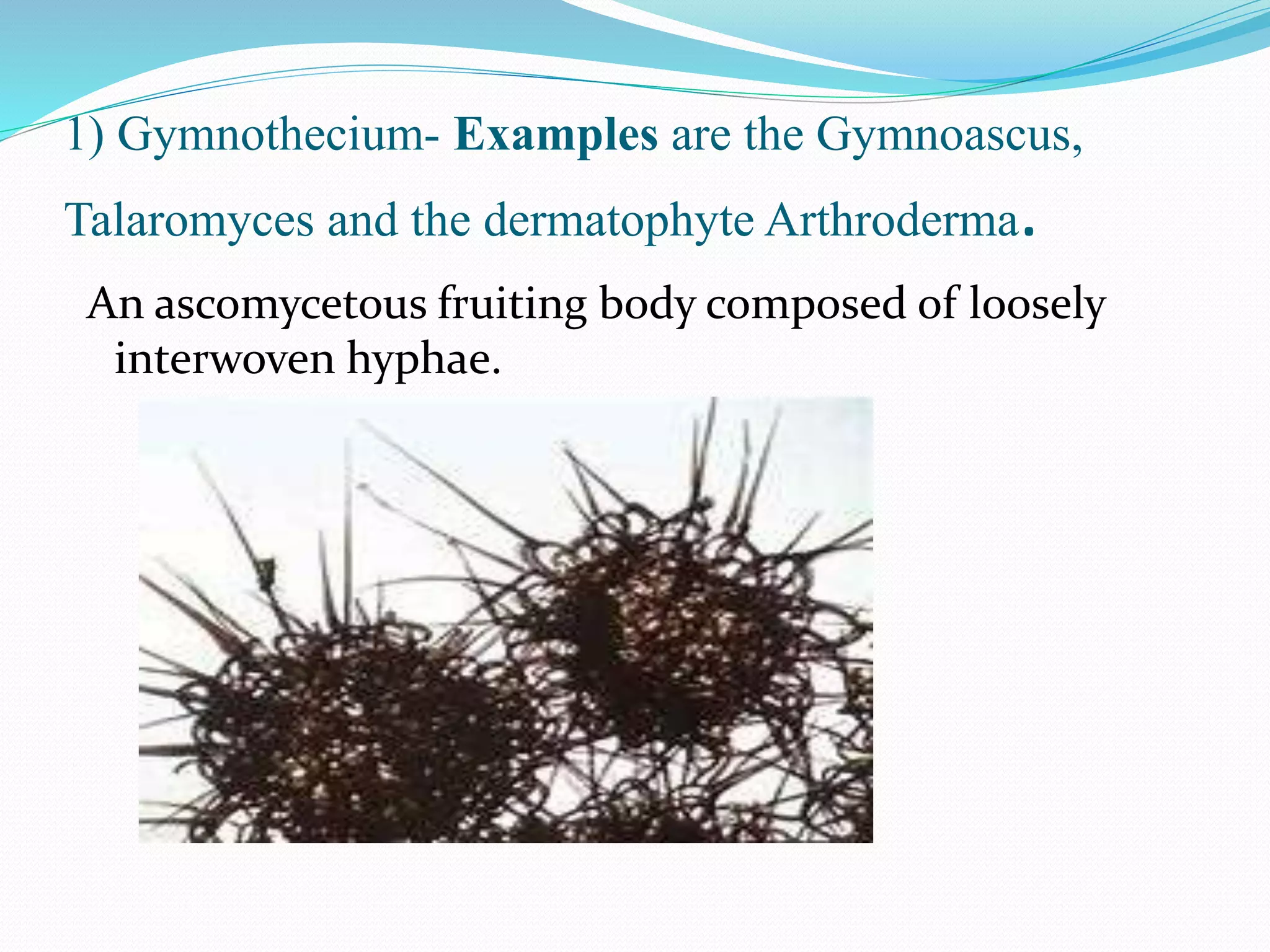Fruiting bodies of Deauteromycetes & Ascomycetes | PPTX