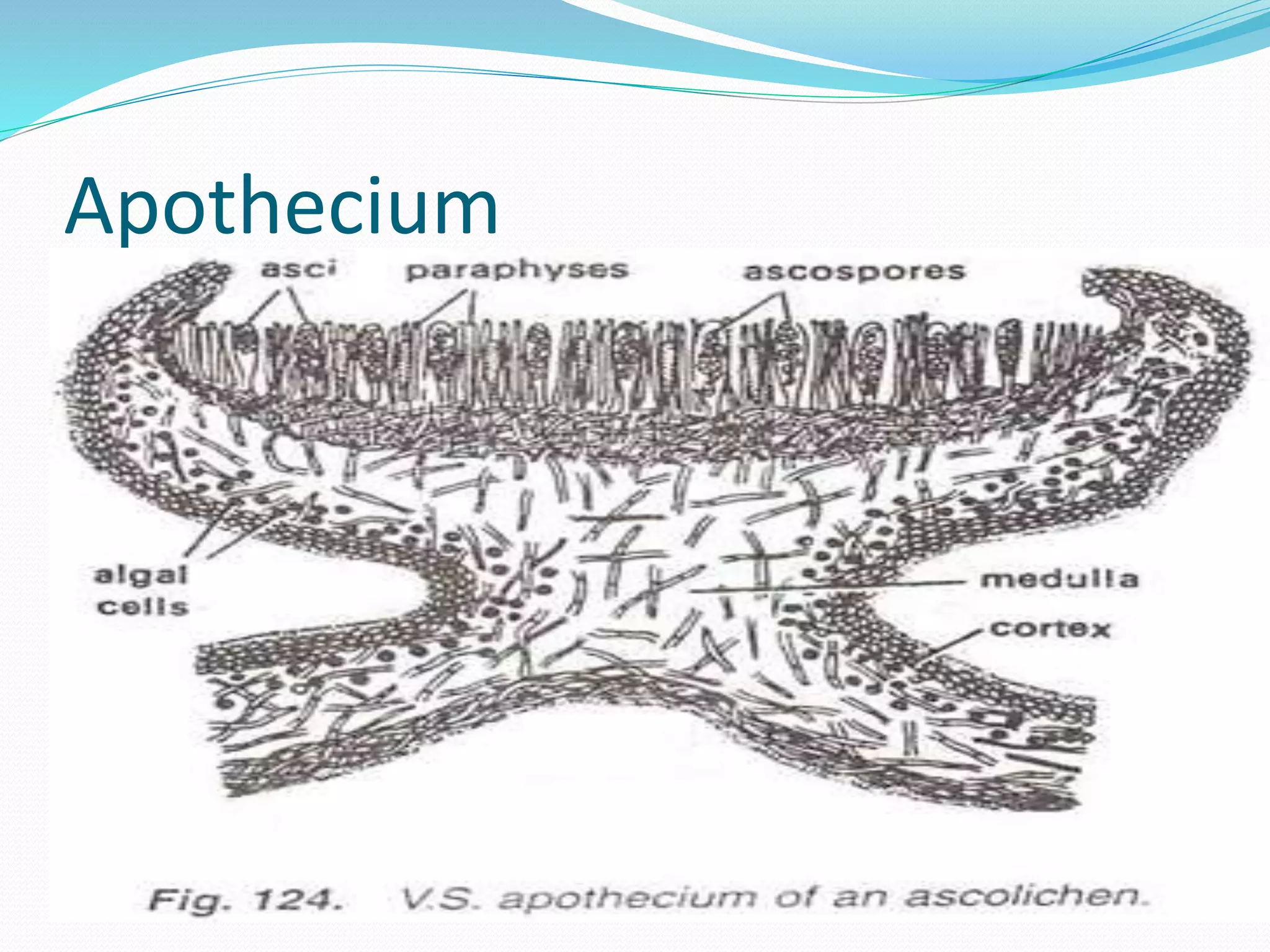 Fruiting bodies of Deauteromycetes & Ascomycetes | PPTX