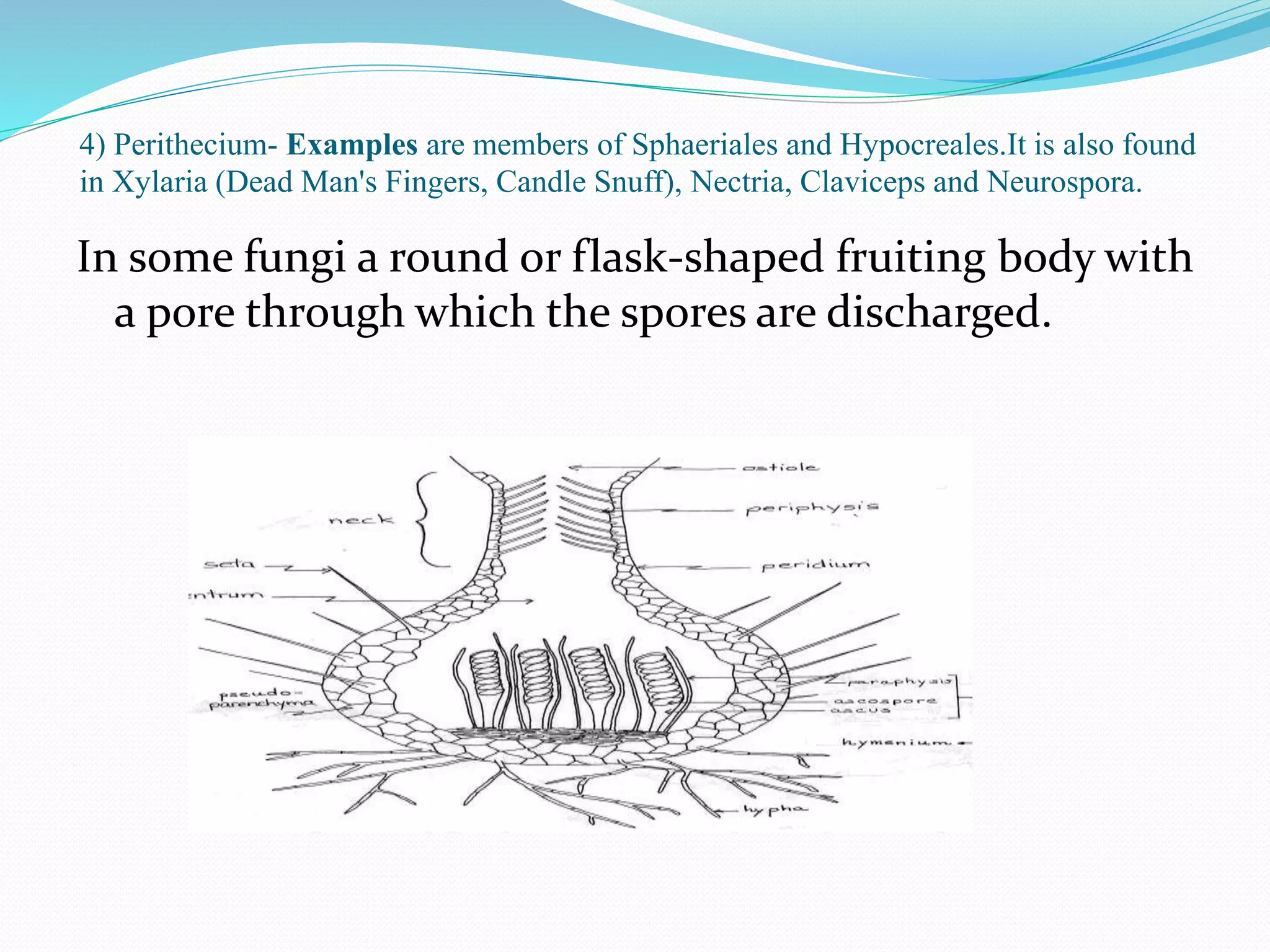 Fruiting bodies of Deauteromycetes & Ascomycetes | PPTX