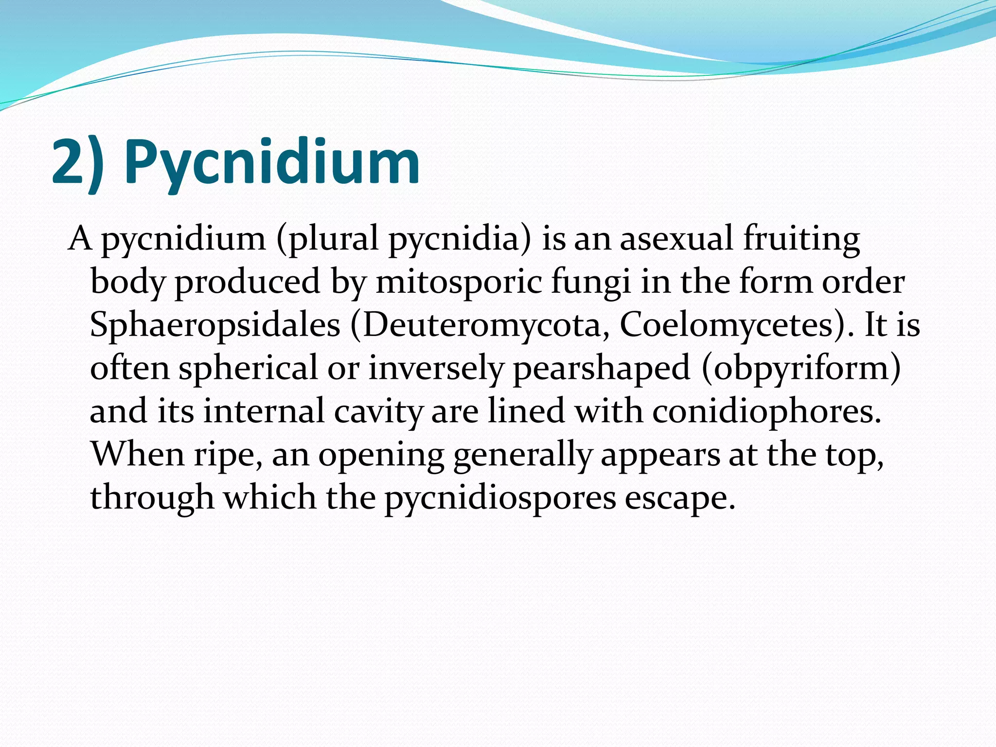 Fruiting bodies of Deauteromycetes & Ascomycetes | PPTX