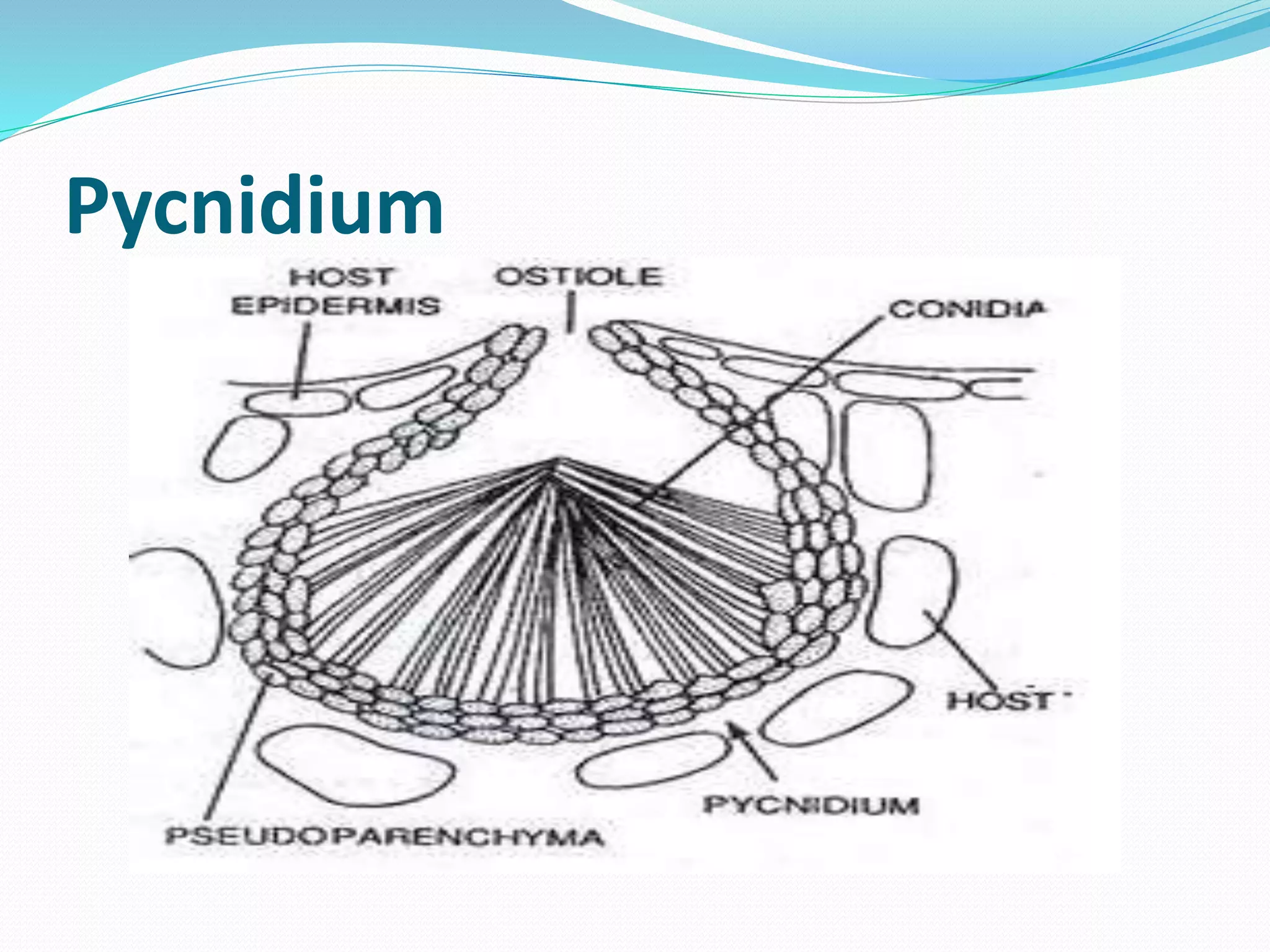 Fruiting bodies of Deauteromycetes & Ascomycetes | PPTX