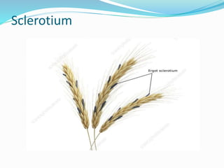 Fruiting bodies of Deauteromycetes & Ascomycetes | PPTX