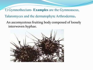 Fruiting bodies of Deauteromycetes & Ascomycetes | PPTX