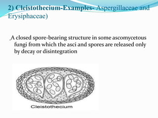 Fruiting bodies of Deauteromycetes & Ascomycetes | PPTX