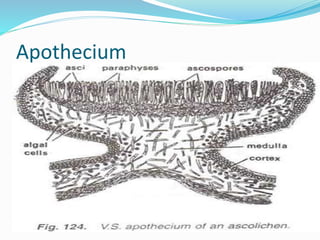 Fruiting bodies of Deauteromycetes & Ascomycetes | PPTX