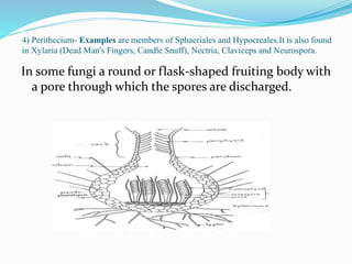 Fruiting bodies of Deauteromycetes & Ascomycetes | PPTX