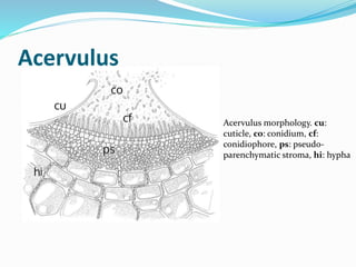 Fruiting bodies of Deauteromycetes & Ascomycetes | PPTX