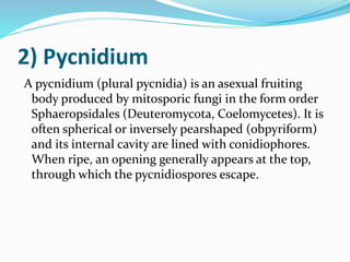 Fruiting bodies of Deauteromycetes & Ascomycetes | PPTX