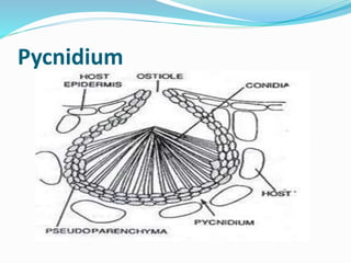 Fruiting bodies of Deauteromycetes & Ascomycetes | PPTX