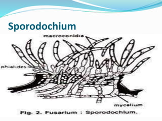 Fruiting bodies of Deauteromycetes & Ascomycetes | PPTX