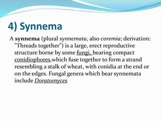 Fruiting bodies of Deauteromycetes & Ascomycetes | PPTX