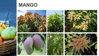 Major fruits - insect pest management , | PPTX