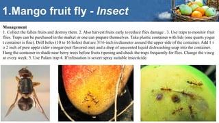 Major fruits - insect pest management , | PPTX