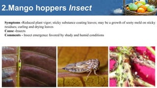 Major fruits - insect pest management , | PPTX