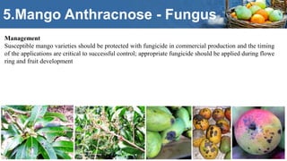 Major fruits - insect pest management , | PPTX