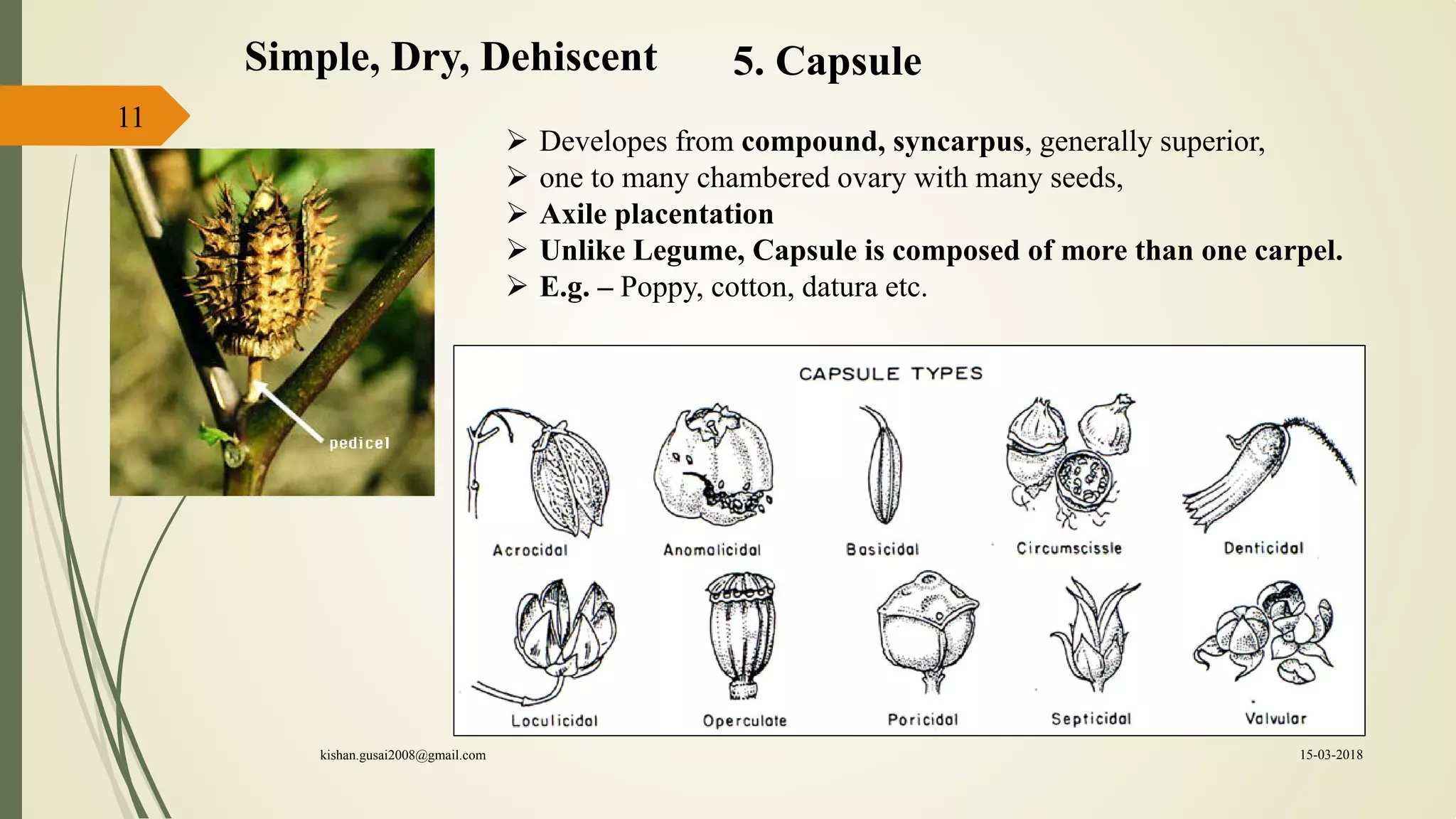 Fruit morphology and botanical classification | PDF
