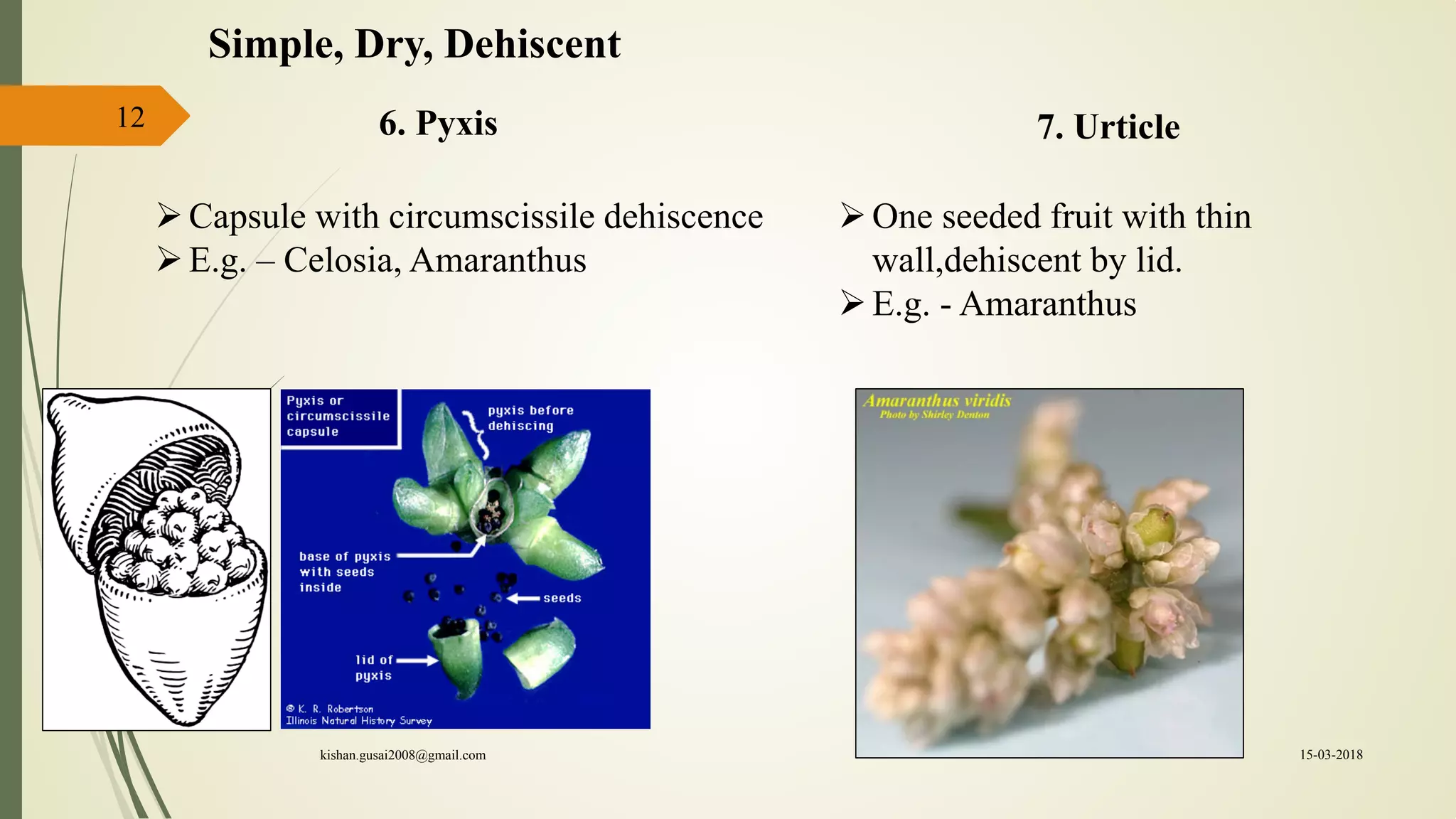 Fruit morphology and botanical classification | PDF
