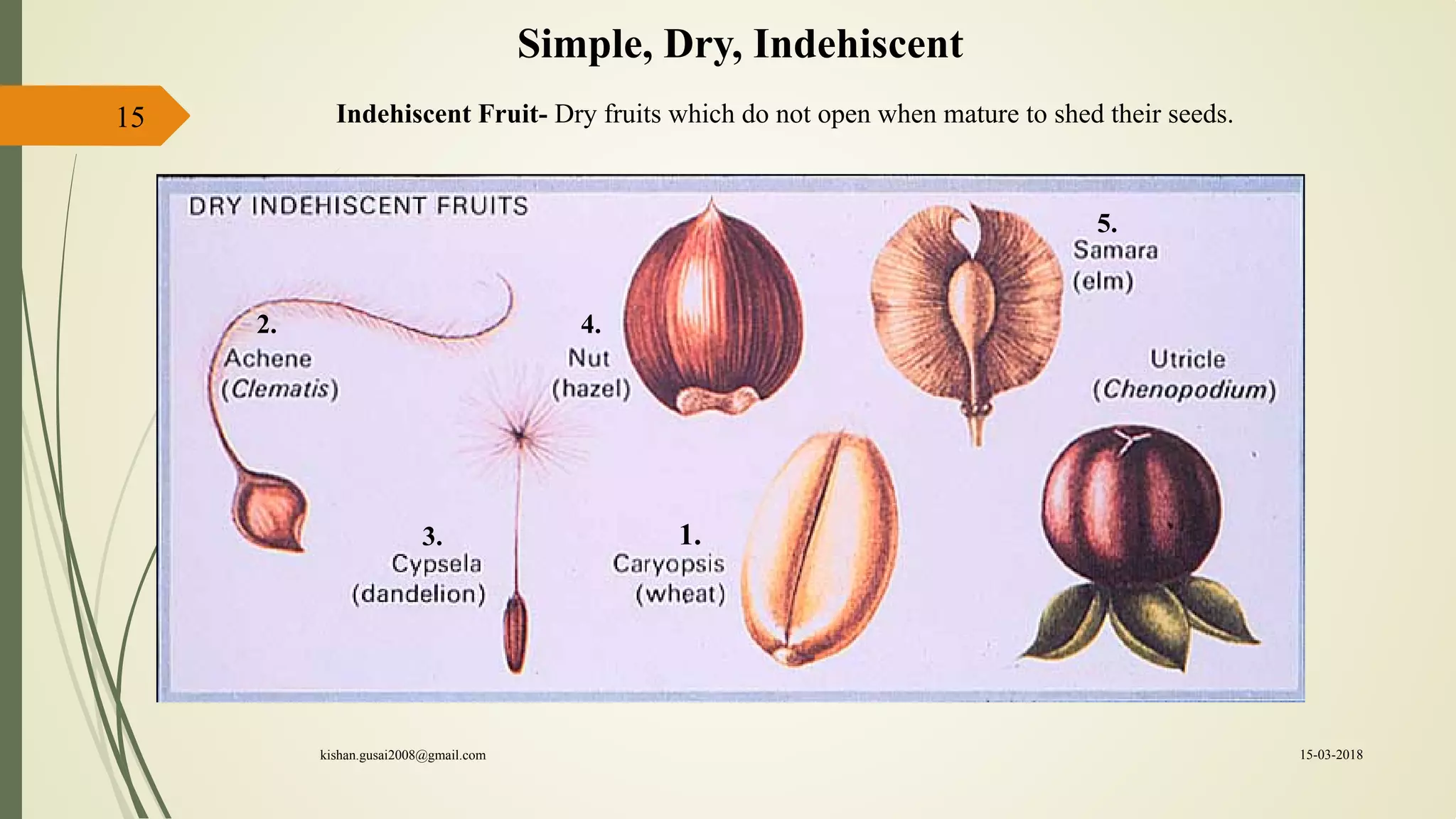 Fruit morphology and botanical classification | PDF