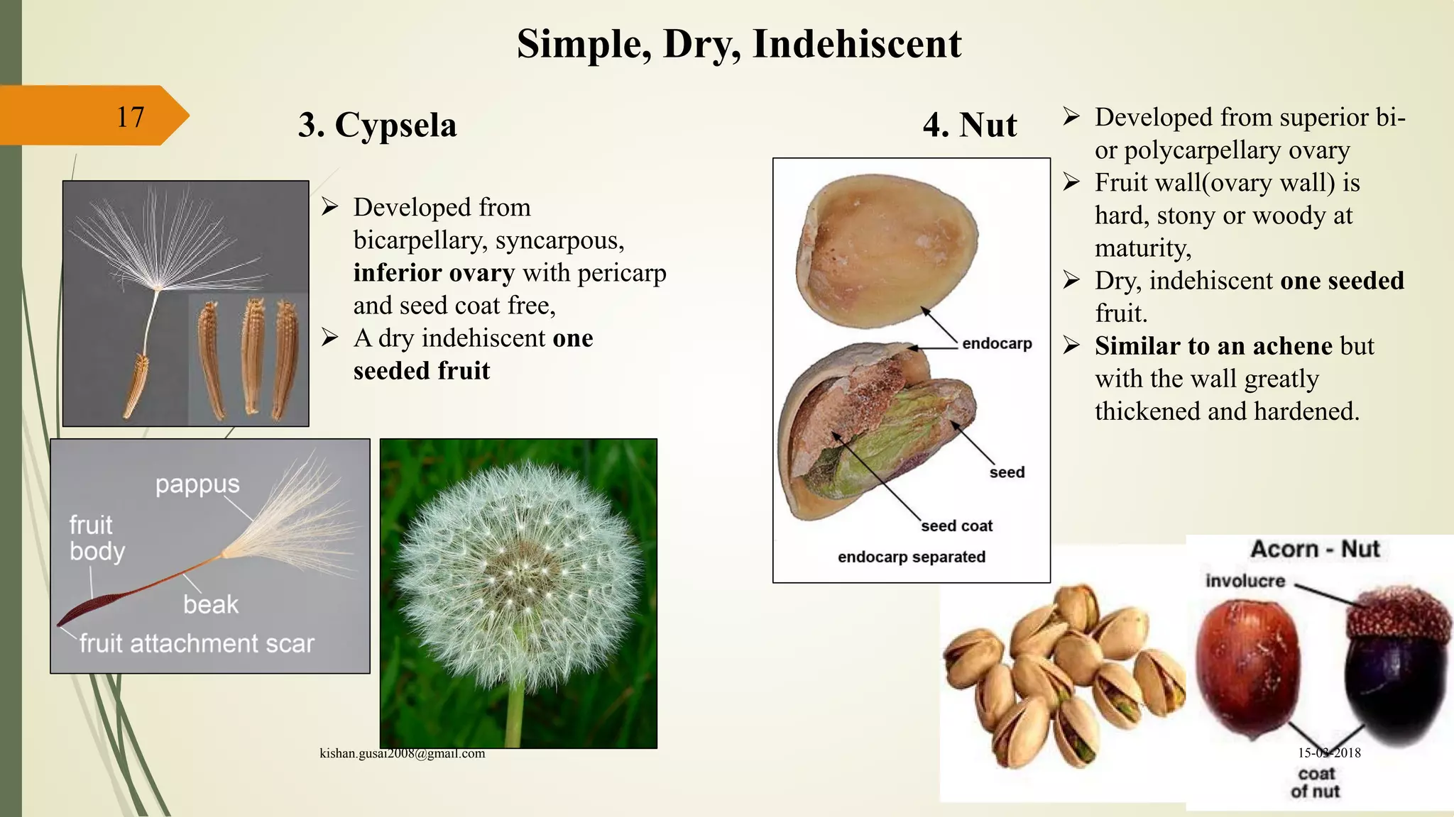 Fruit morphology and botanical classification | PDF