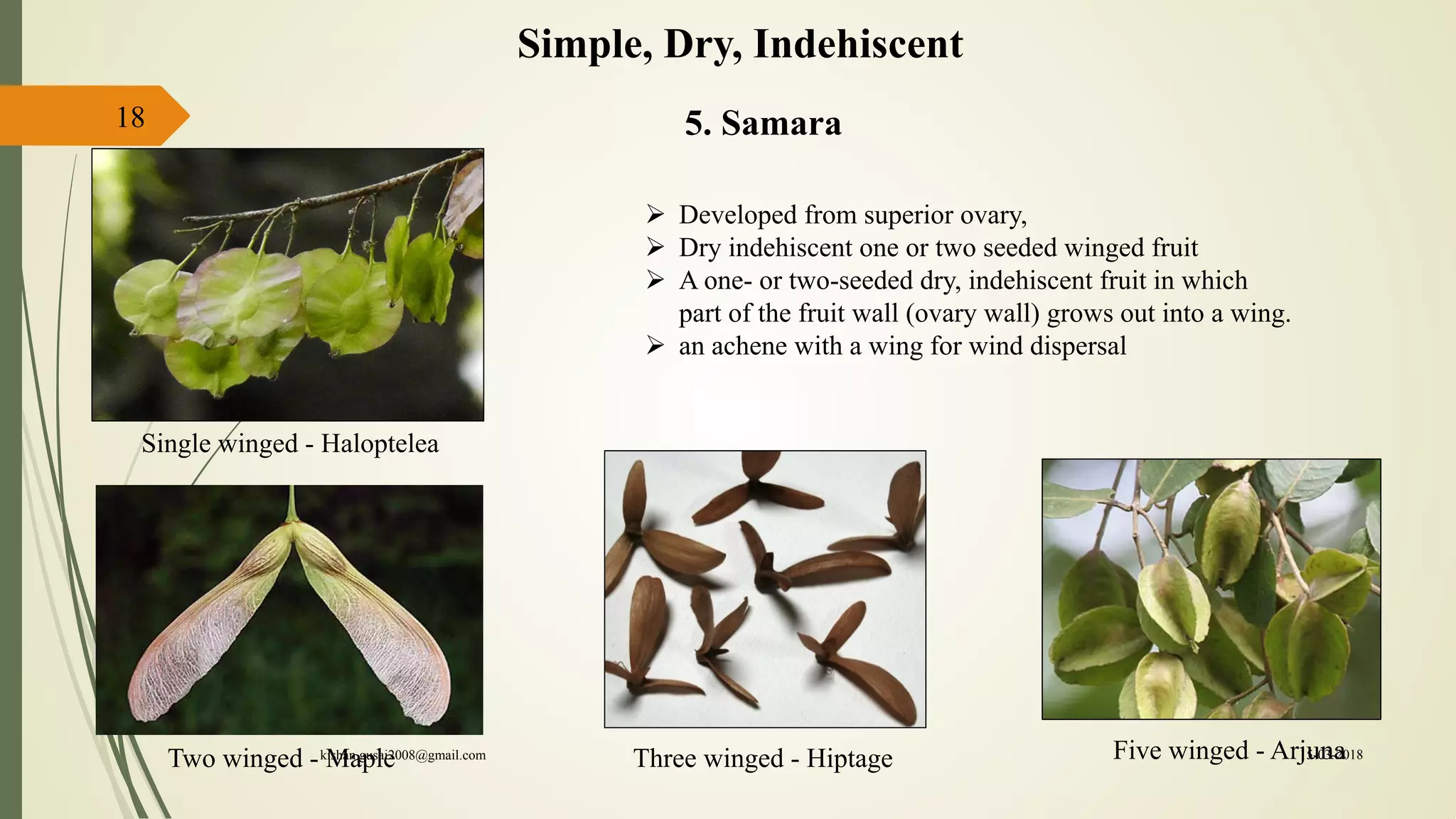 Fruit morphology and botanical classification | PDF