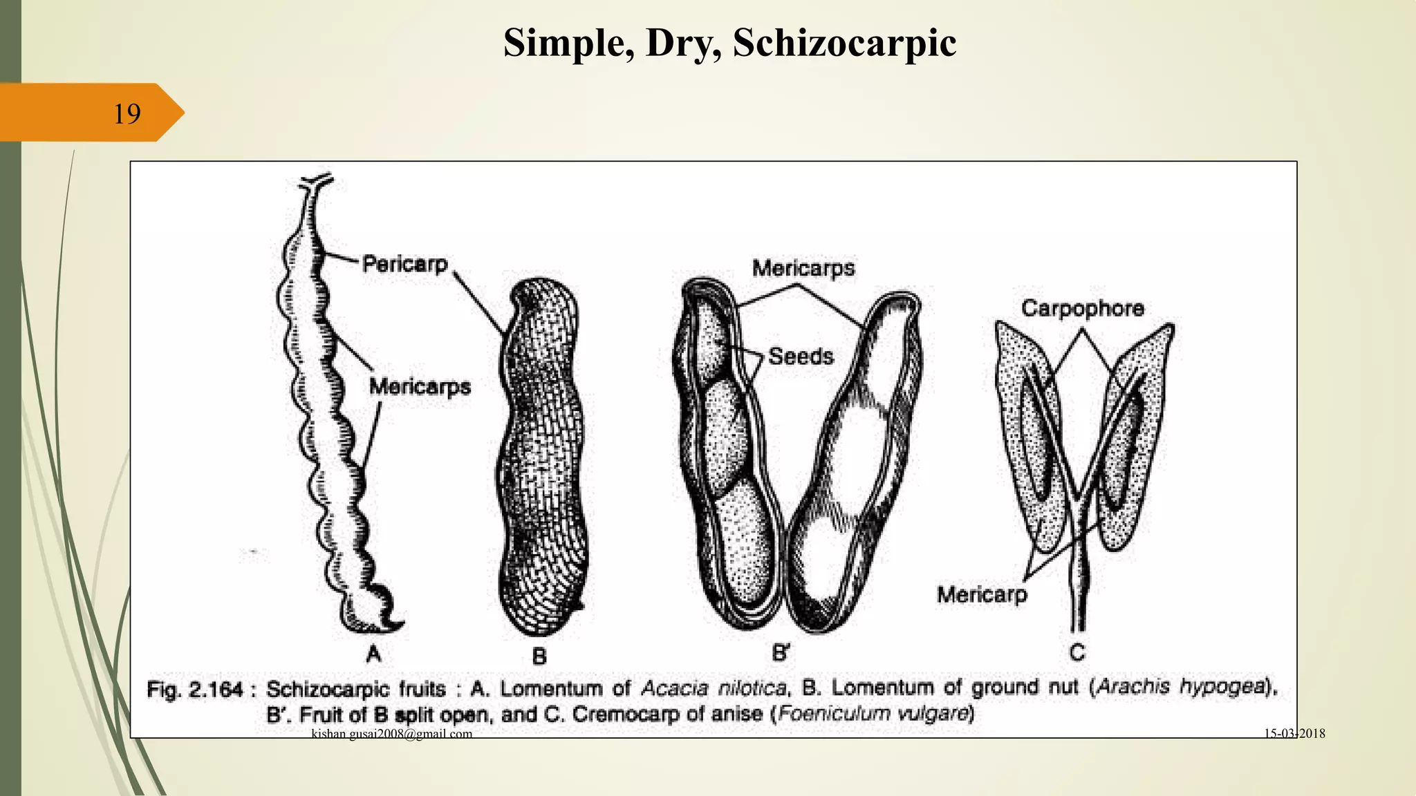 Fruit morphology and botanical classification | PDF