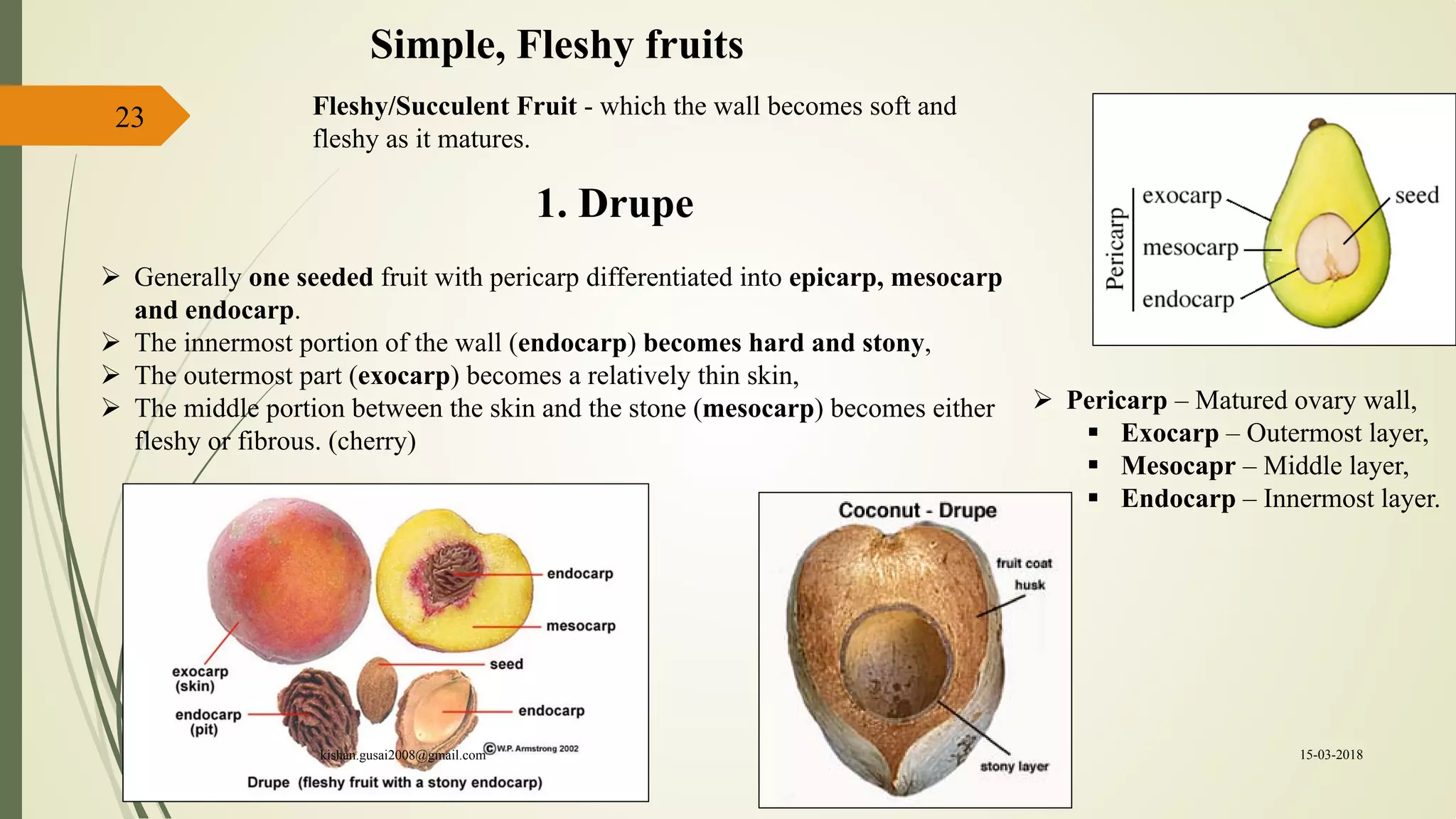 Fruit morphology and botanical classification | PDF