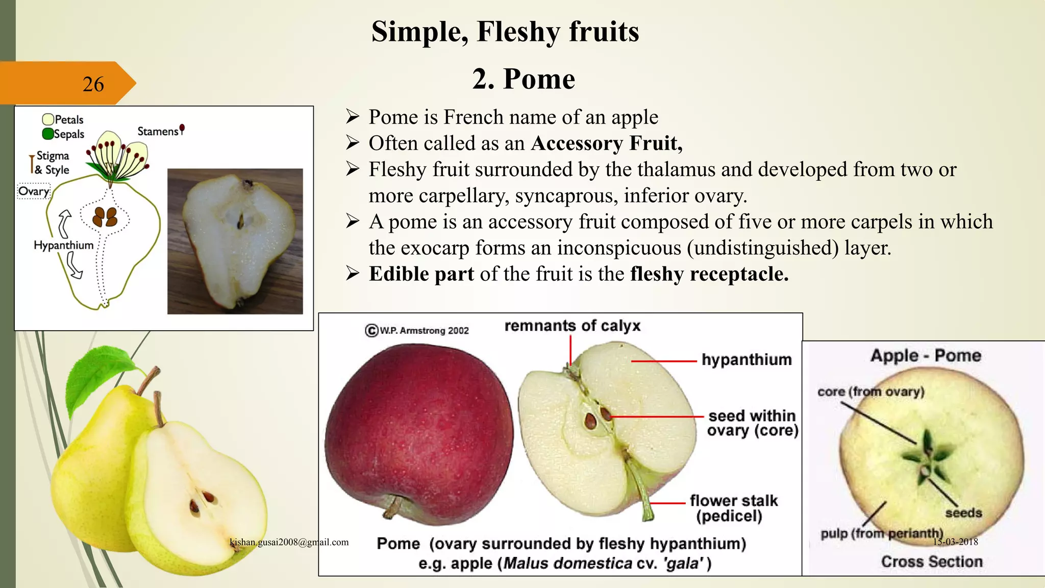 Fruit morphology and botanical classification | PDF