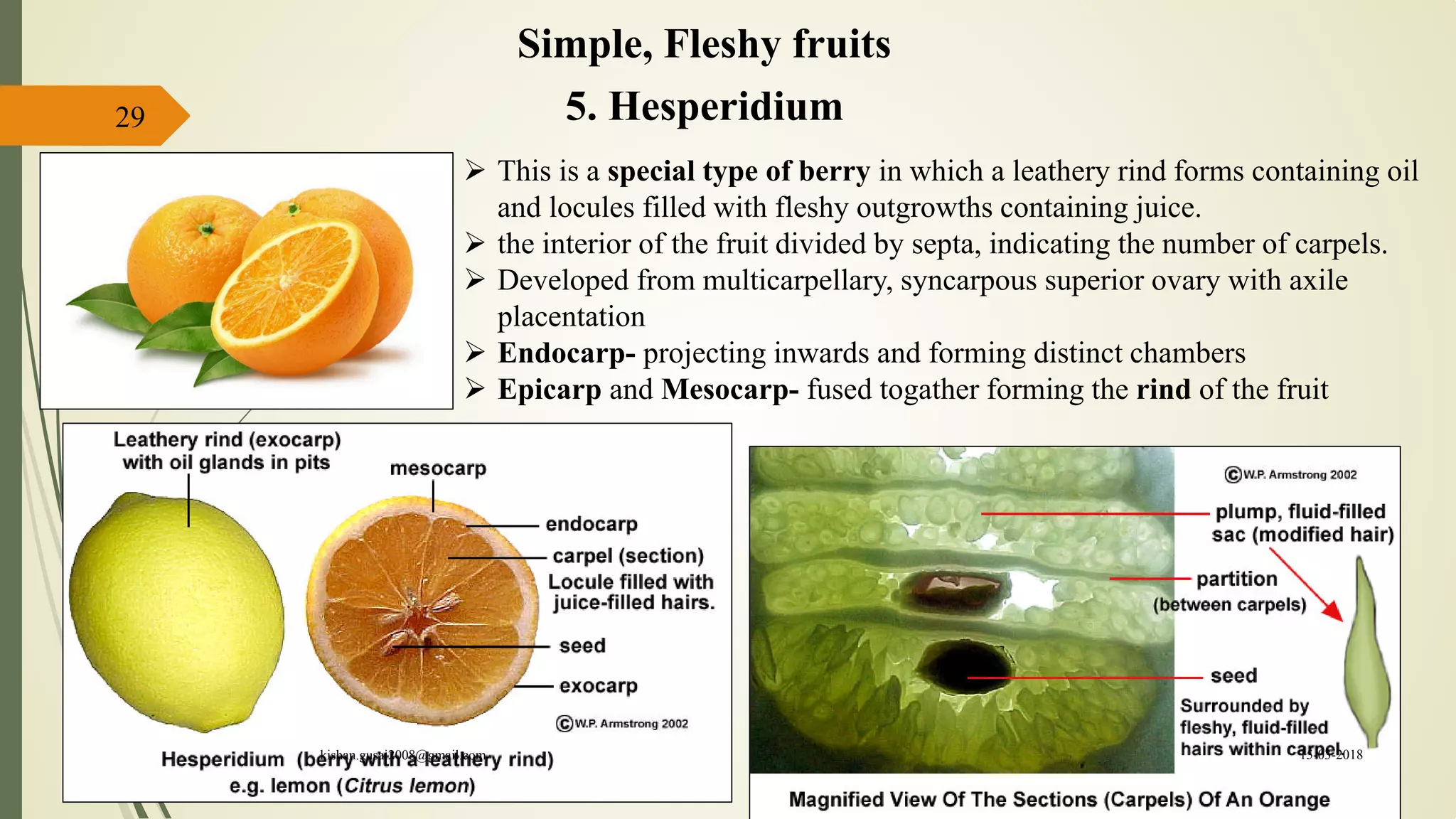 Fruit morphology and botanical classification | PDF