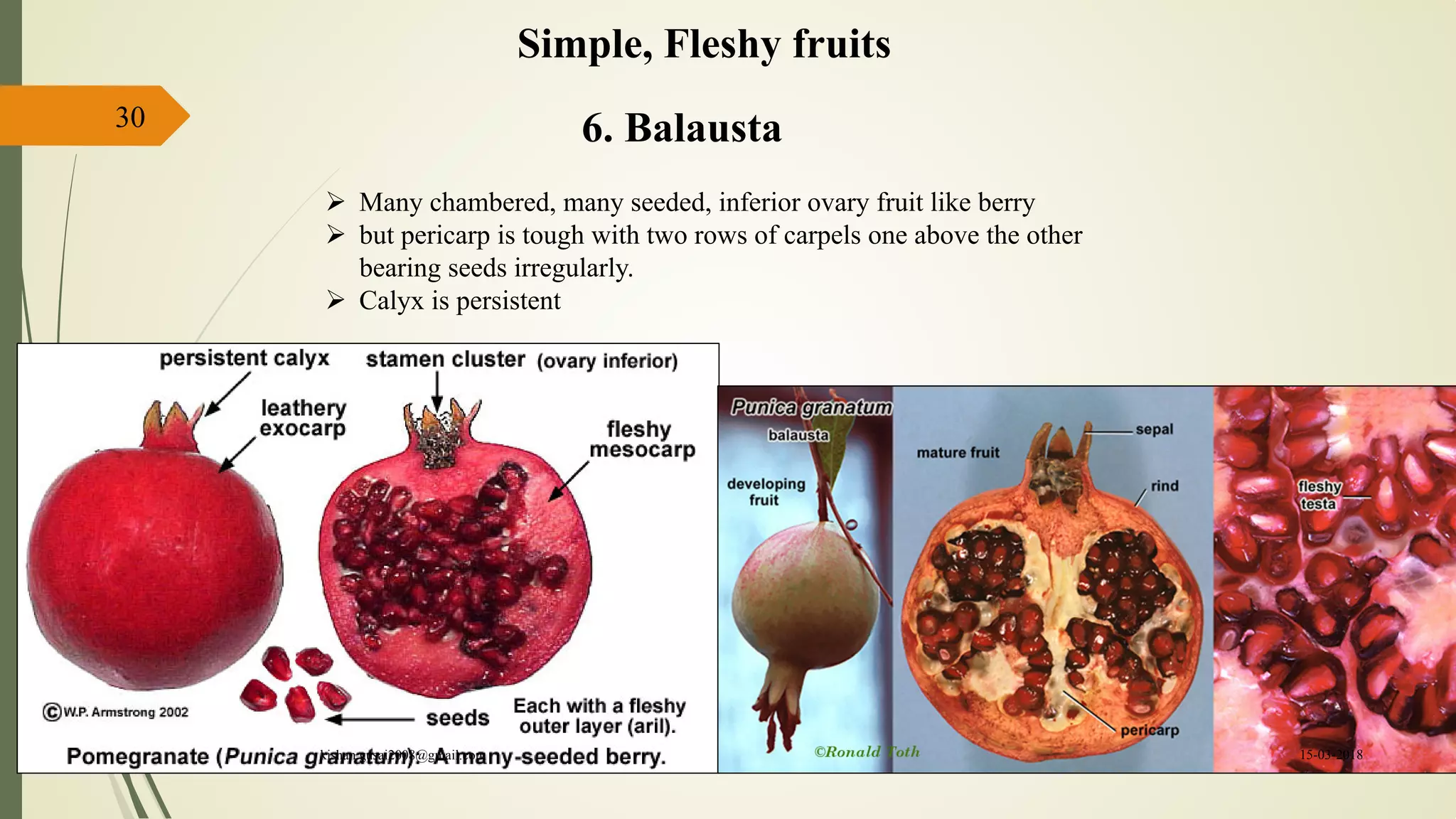 Fruit morphology and botanical classification | PDF