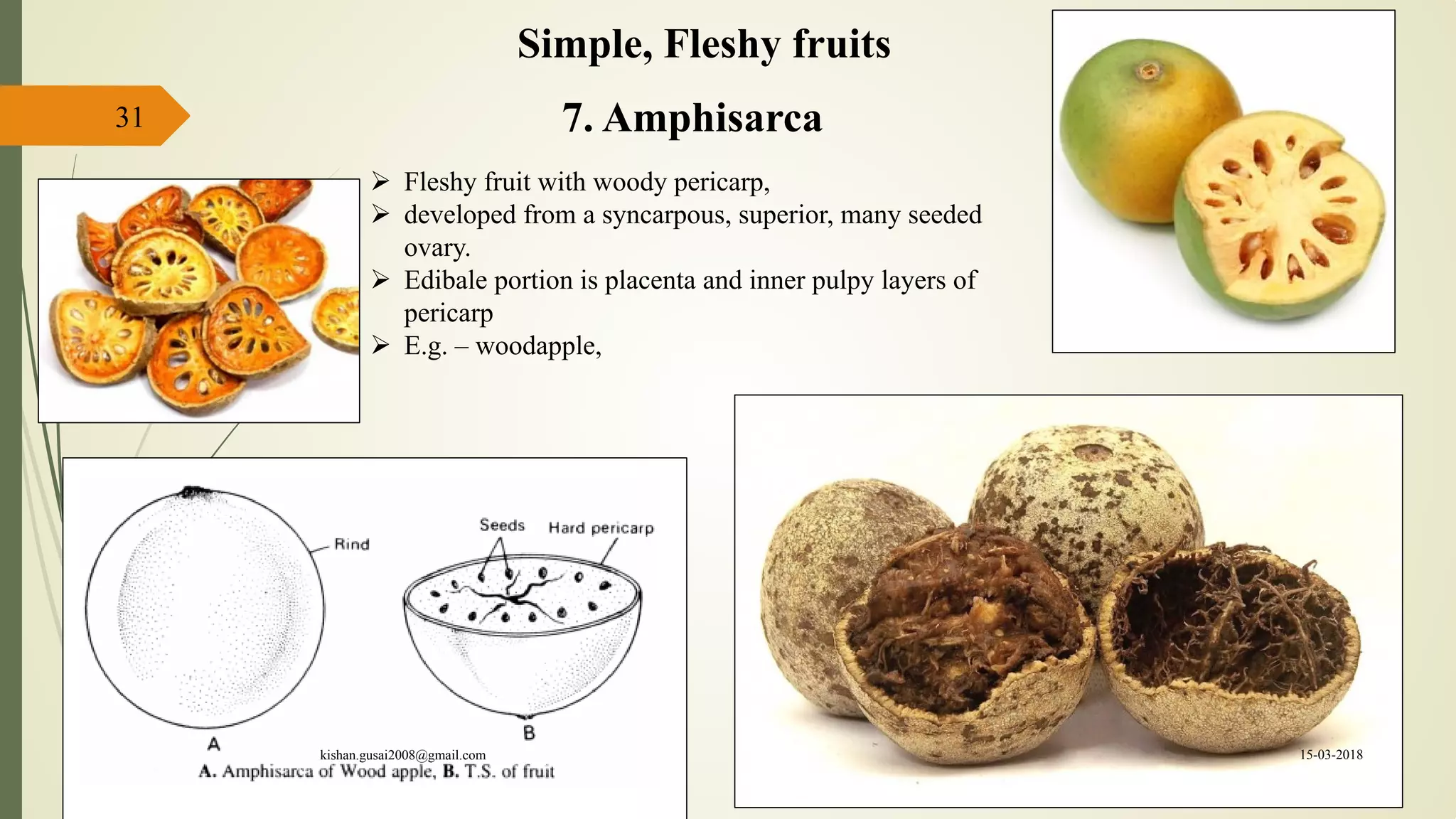 Fruit morphology and botanical classification | PDF