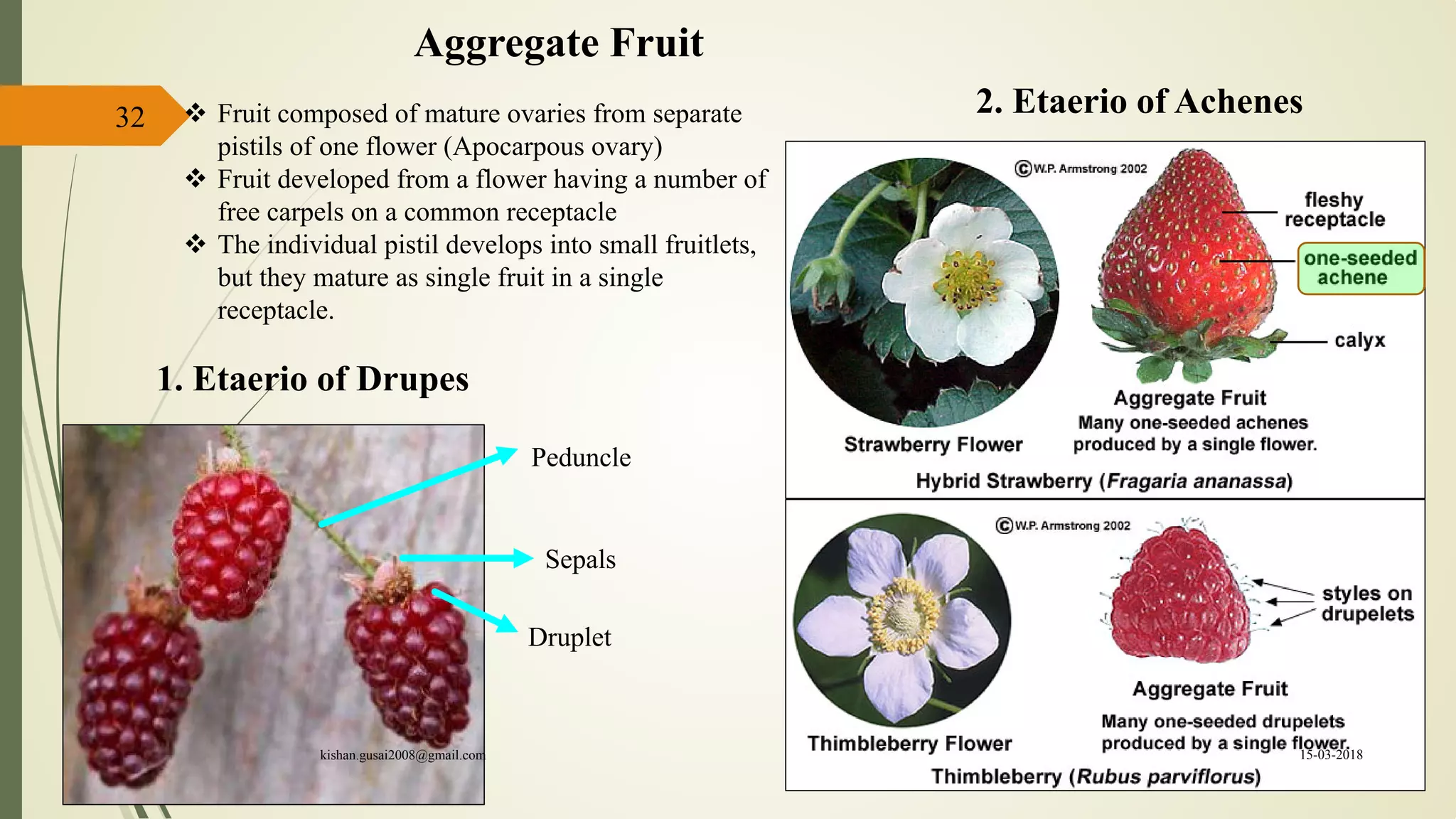Fruit morphology and botanical classification | PDF