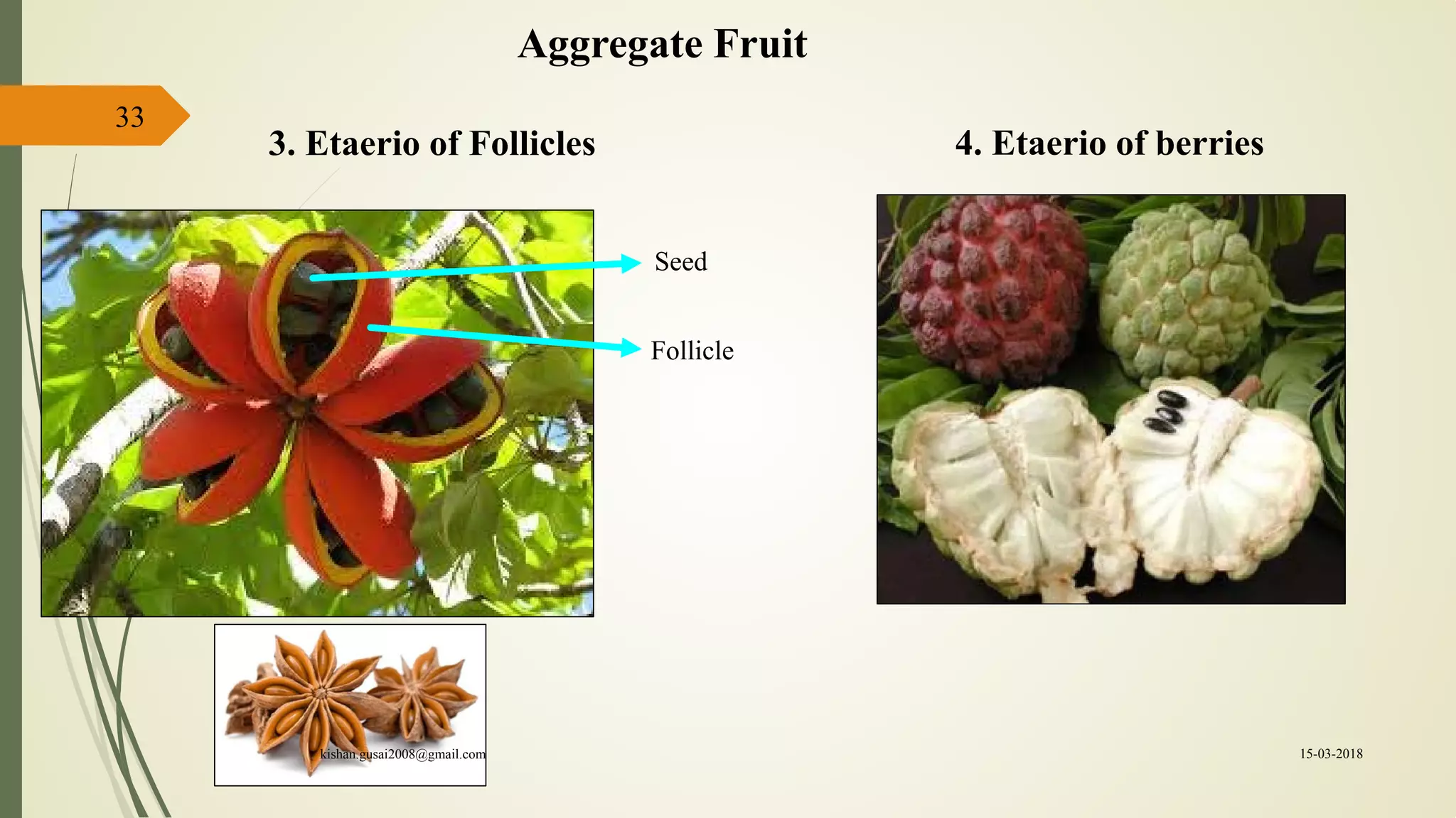 Fruit morphology and botanical classification | PDF