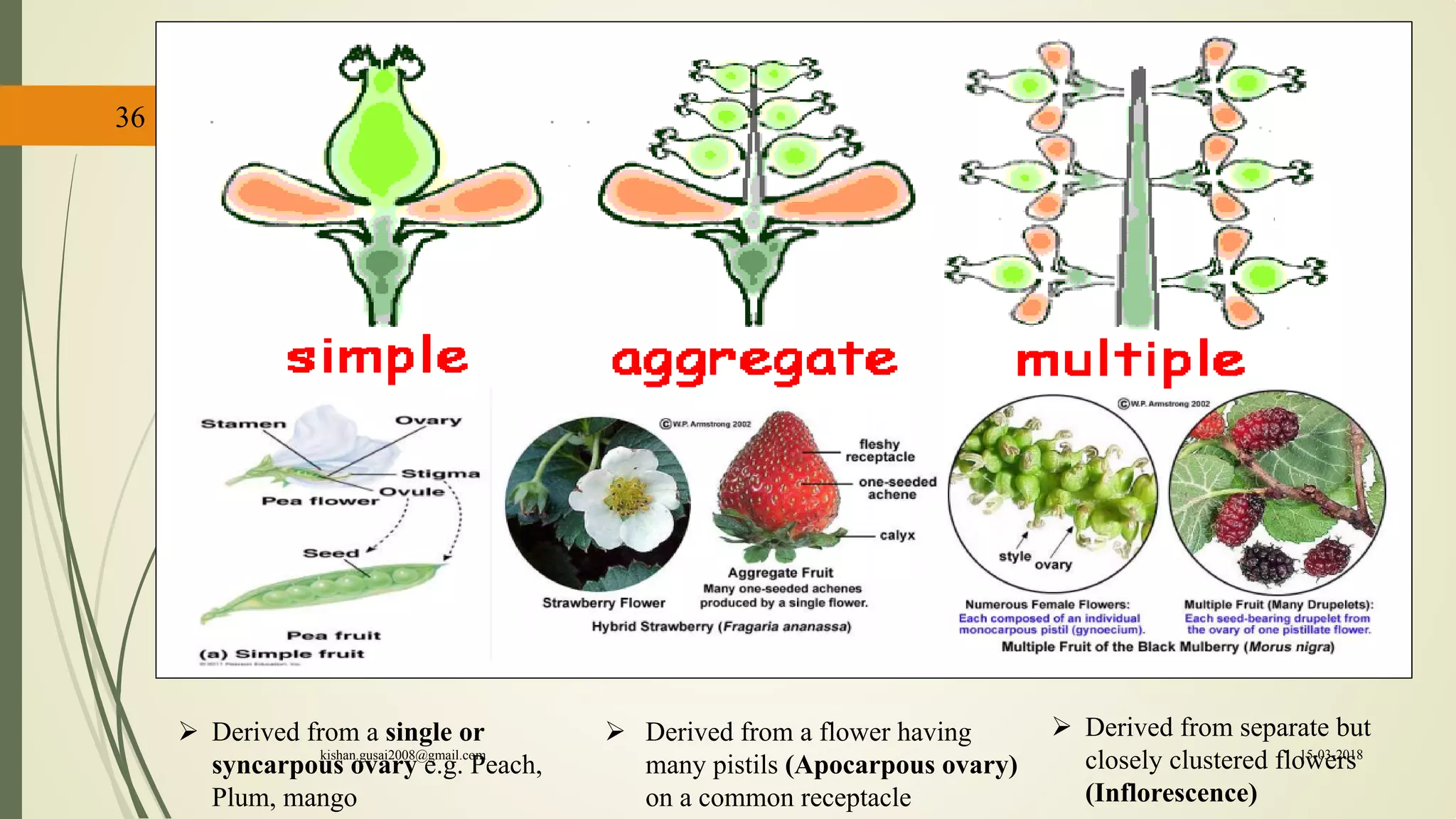 Fruit morphology and botanical classification | PDF