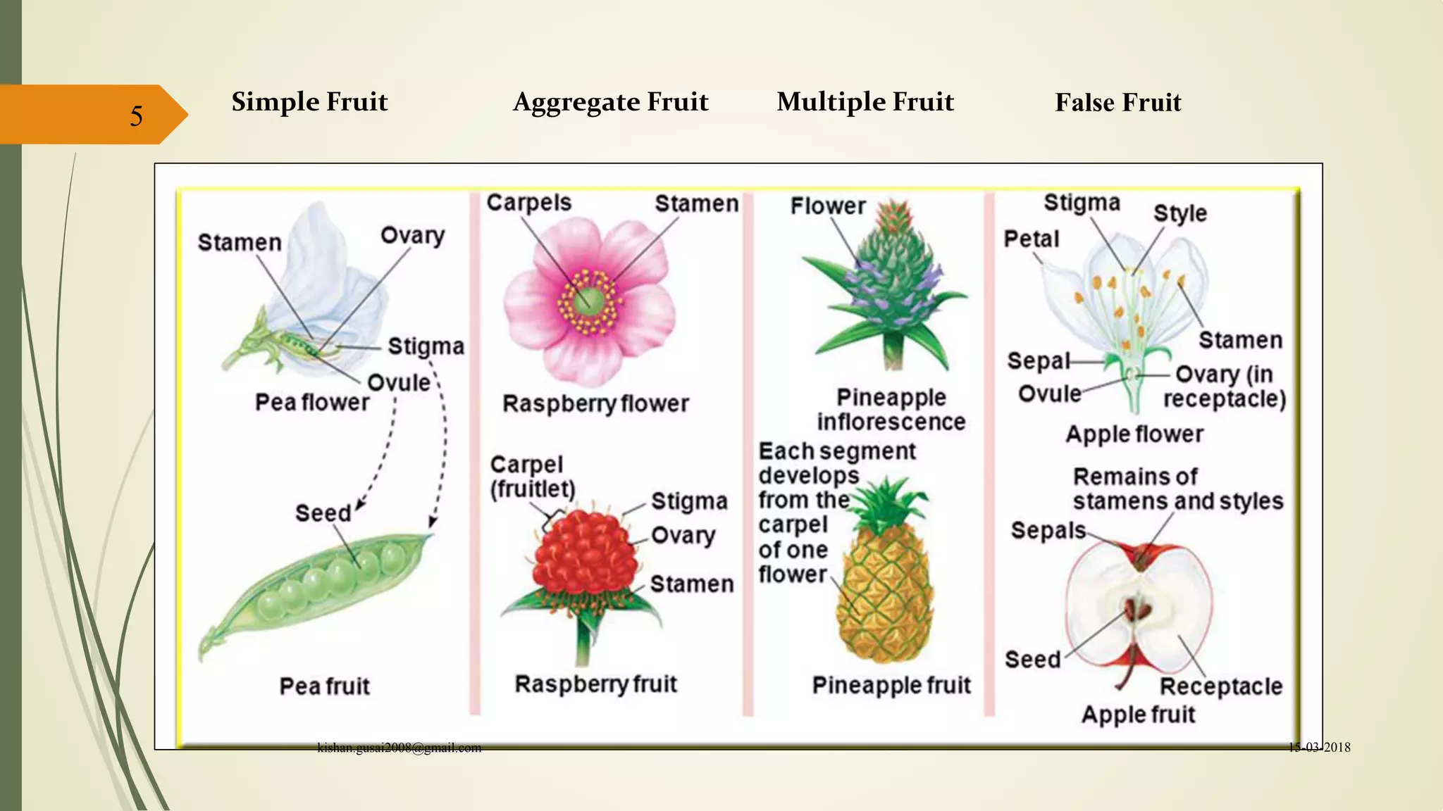 Fruit morphology and botanical classification | PDF