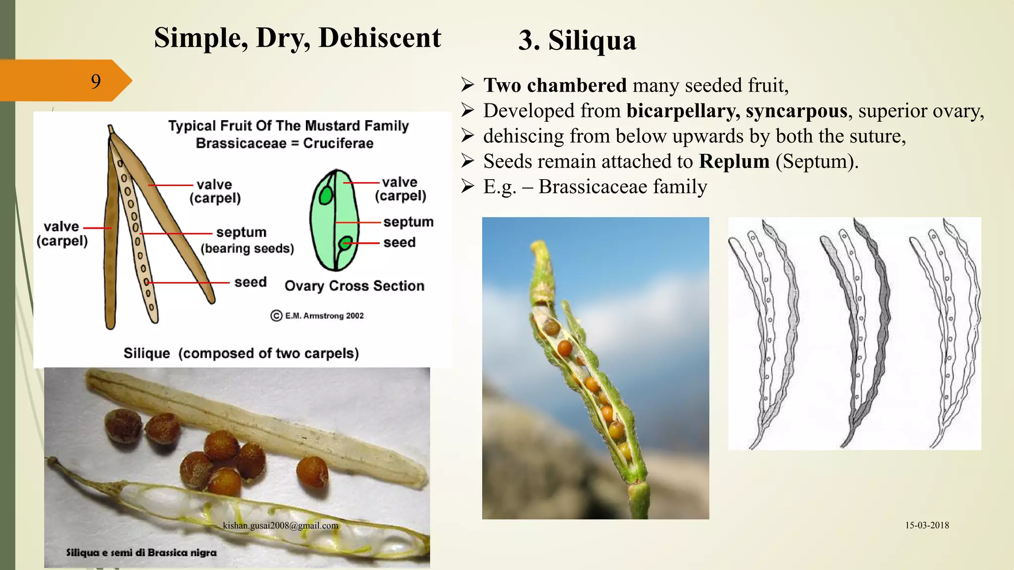 Fruit morphology and botanical classification | PDF
