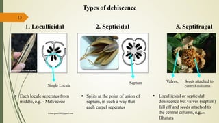 Fruit morphology and botanical classification | PDF