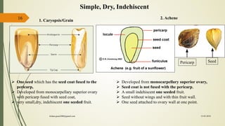 Fruit morphology and botanical classification | PDF