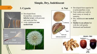 Fruit morphology and botanical classification | PDF