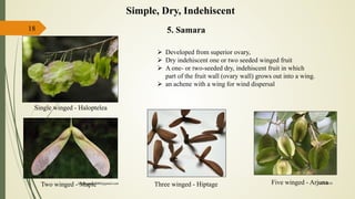 Fruit morphology and botanical classification | PDF