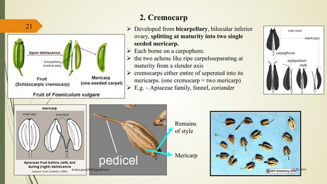 Fruit morphology and botanical classification | PDF | Gardening | Home ...