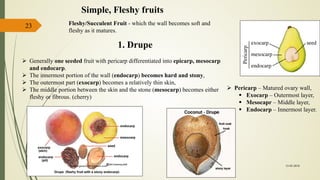Fruit morphology and botanical classification | PDF
